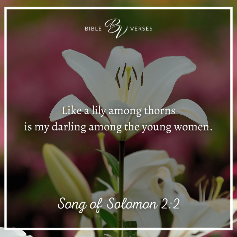 A Biblical Bouquet: 15 Bible Verses About flowers