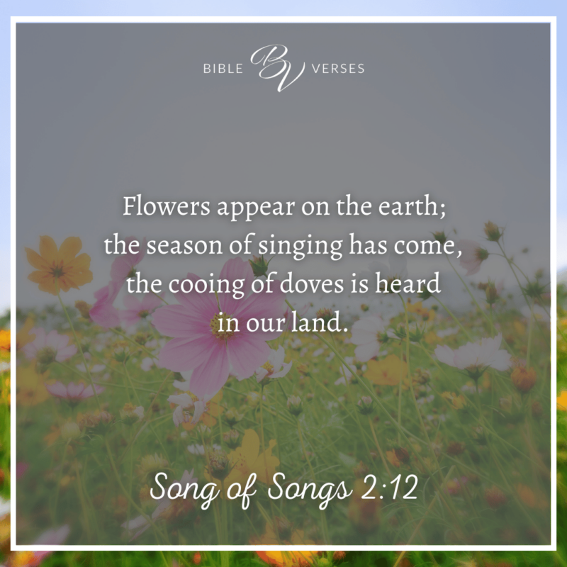 A Biblical Bouquet: 15 Bible Verses About flowers