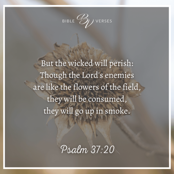 A Biblical Bouquet: 15 Bible Verses About flowers